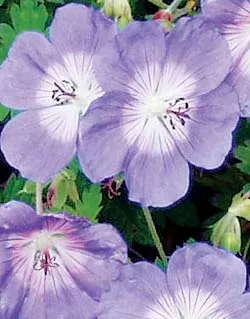 Some ‘tried and true” blue perennials for your garden