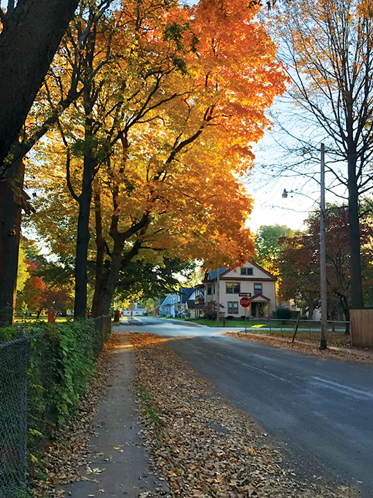 Springfield's trees get new respect