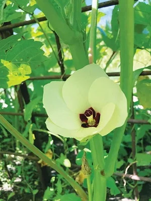 Good old okra