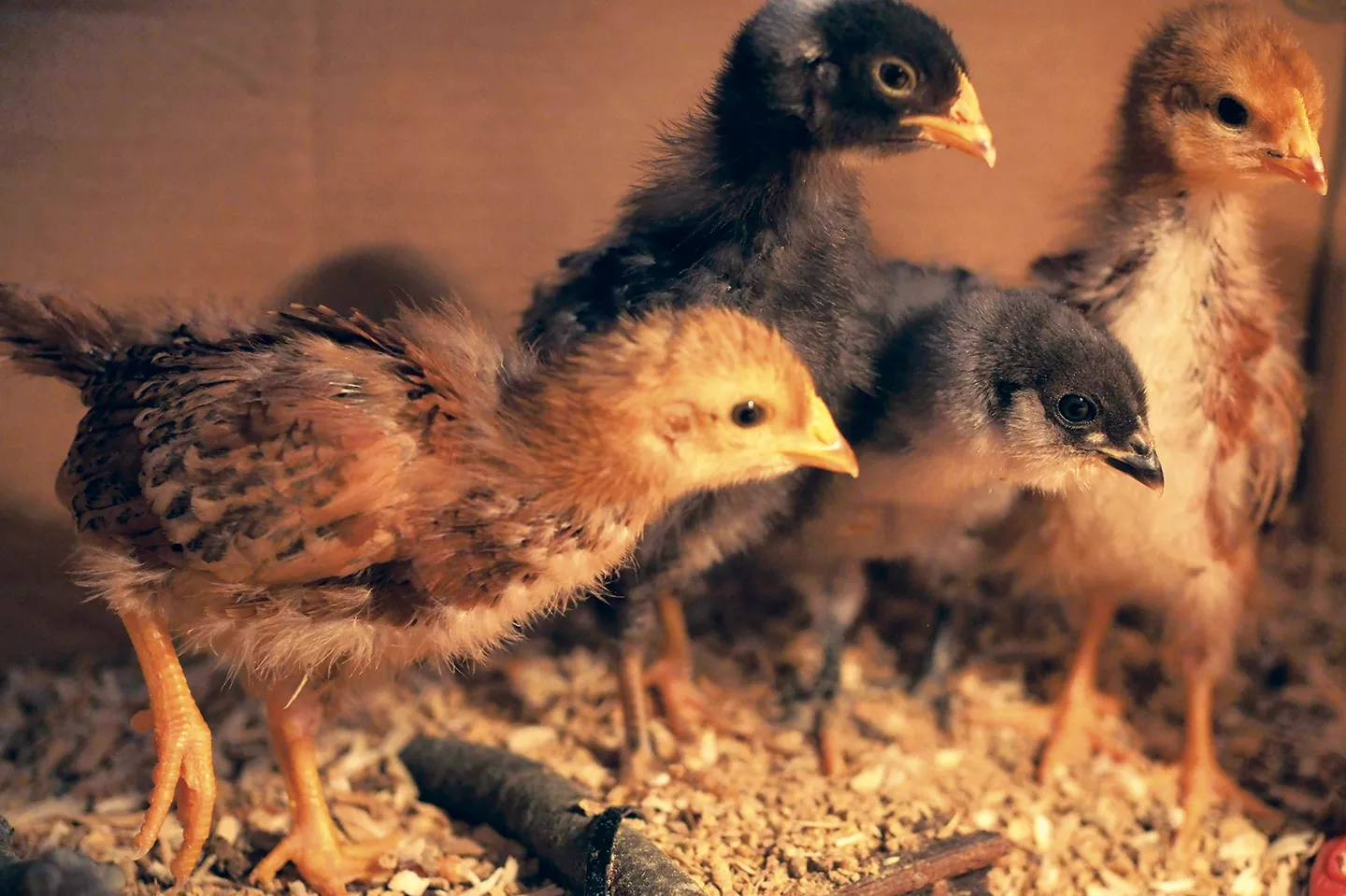 Backyard chickens 101