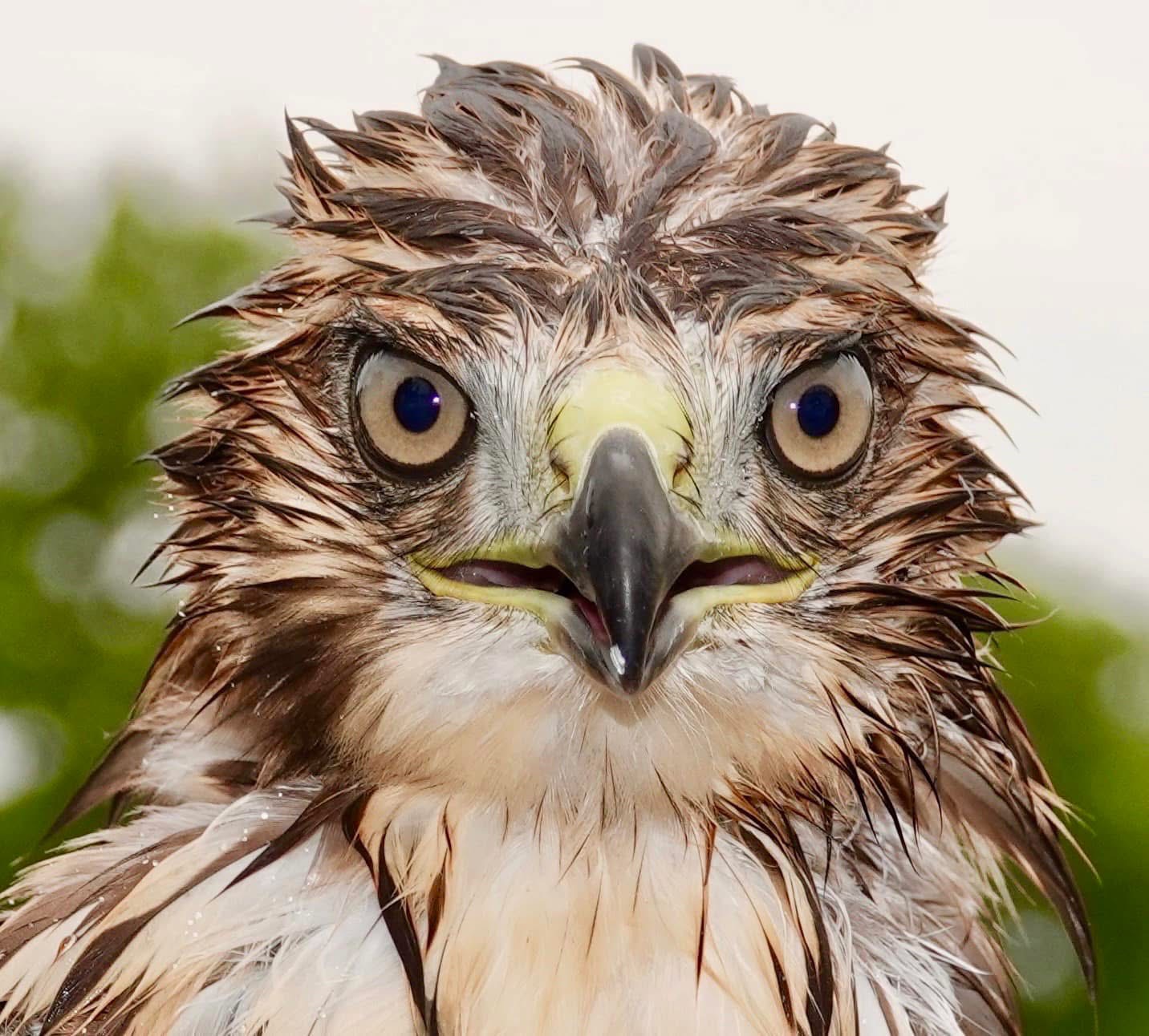 Urban Wildlife talks - Illinois Times, the capital city's weekly source ...